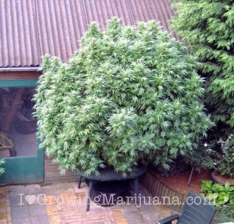 G13 Cannabis Strain Information & Review