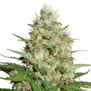 Trainwreck Cannabis Strain Information and Review (Updated)