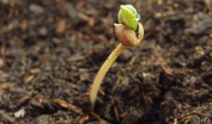 When Does Flowering Start Outdoors? Weed Grow Calendar