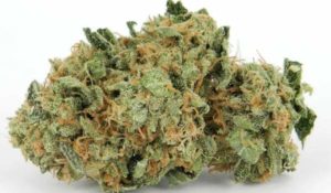 True OG Cannabis Strain Information & Review