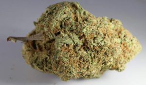 True OG Cannabis Strain Information & Review