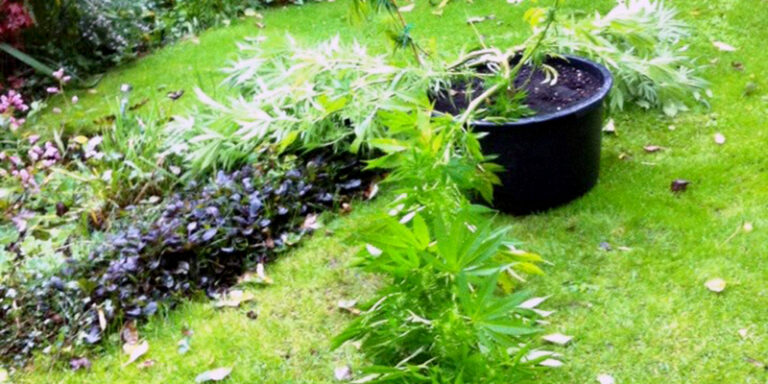 What To Do If Marijuana Plant Falls Over? Tips On Supporting Them
