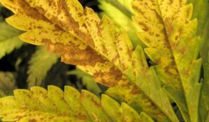 Calcium Deficiencies In Marijuana Plants: How To Find and Fix It