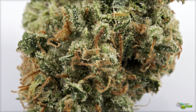 Crystal Coma Strain Review and Information Updated