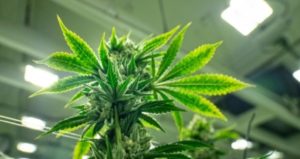 Light Burn On Marijuana Plants [UPDATED GUIDE]