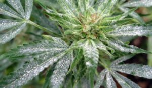 How do I get rid of powdery mildew on cannabis?