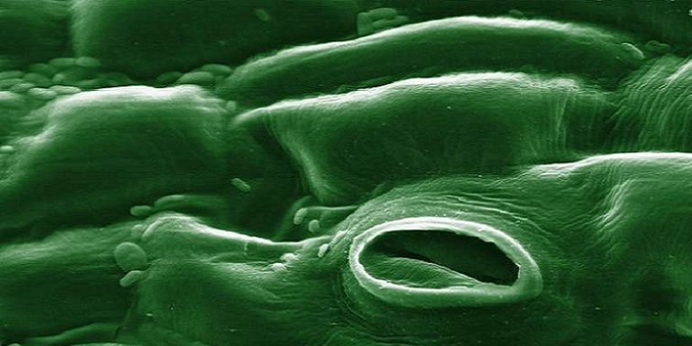 The Structure And Function Of Stomata