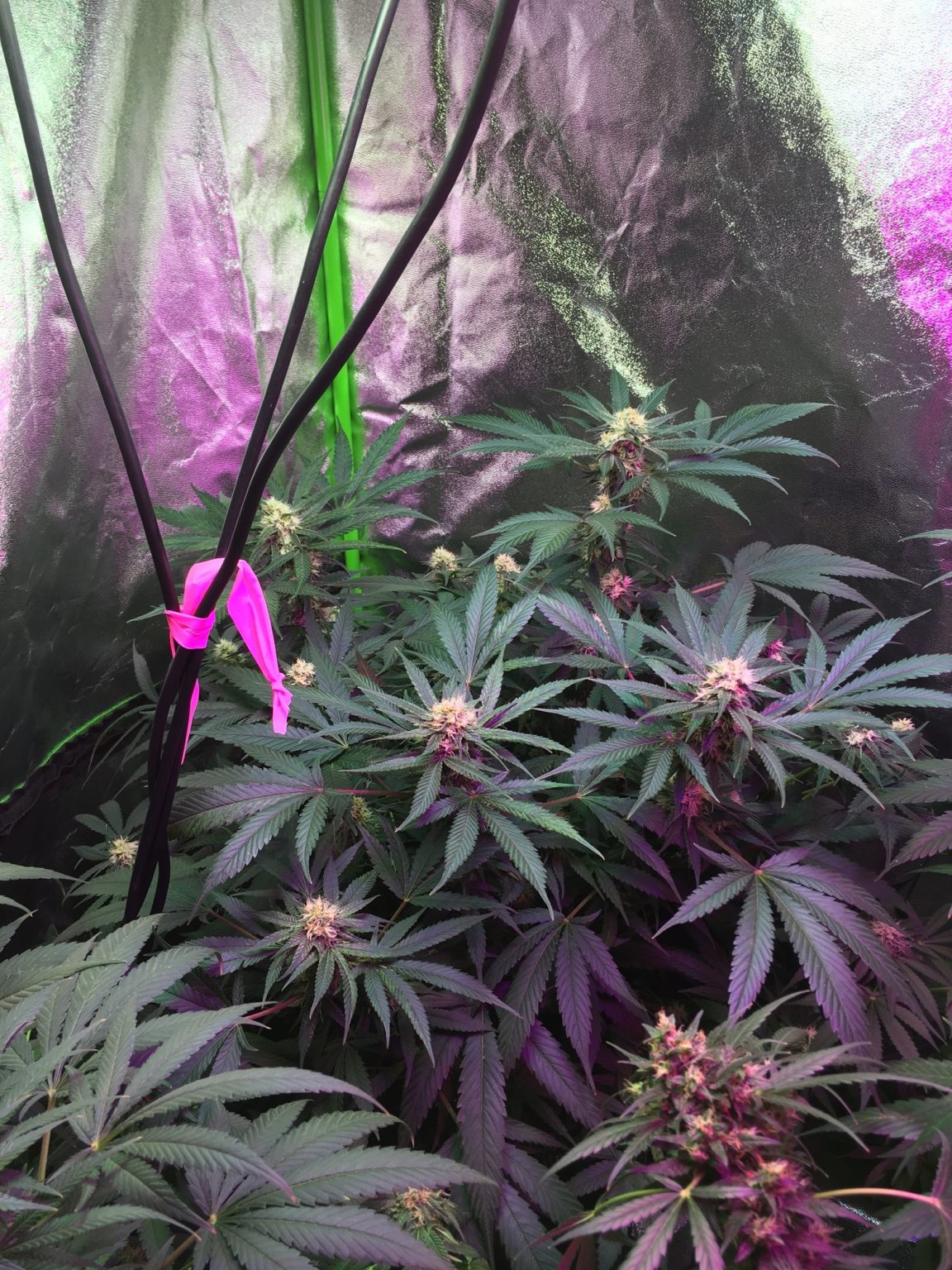 Growing with ILGM Seeds and Clones