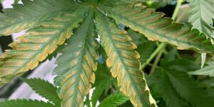 Nutrient Deficiencies In Marijuana Plants: The Ultimate Guide