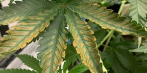 Nutrient Deficiencies In Marijuana Plants: The Ultimate Guide
