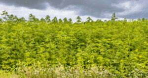 Best Places to Grow Marijuana Outdoors