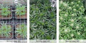 How much yield can I expect from a single Autoflower plant? – Bud Billions