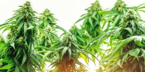 Divorce Cake Marijuana Strain Information and Review