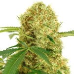 Schwazzing To Increase Your Marijuana Plant Yield