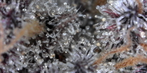 Trichome Harvesting Chart – The Ultimate Guide! – Bud Billions – Your ...