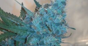 Electric Kool Aid Weed Strain Review and Information