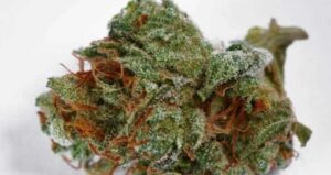 Electric Kool Aid Weed Strain Review and Information