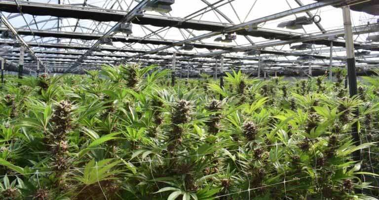 Grow Guides Articles - I Love Growing Marijuana