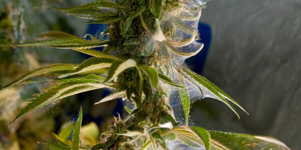 Integrated Pest Management (IPM) for Cannabis Growing in 2025