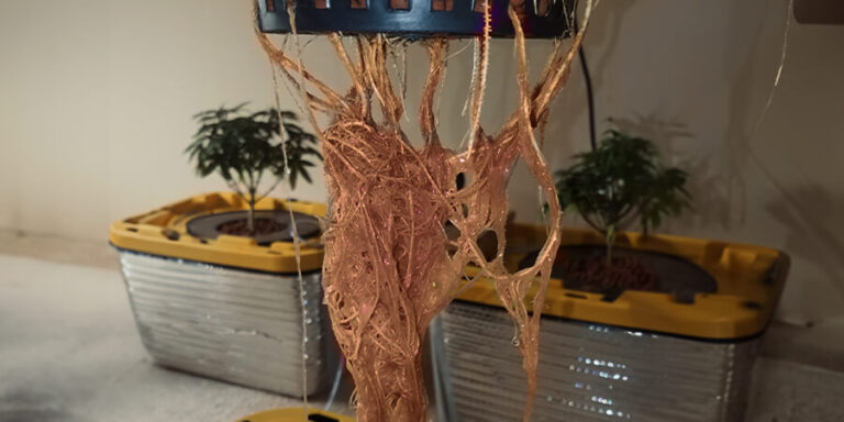 How To Use Hydrogen Peroxide in Cannabis Cultivation in 2025