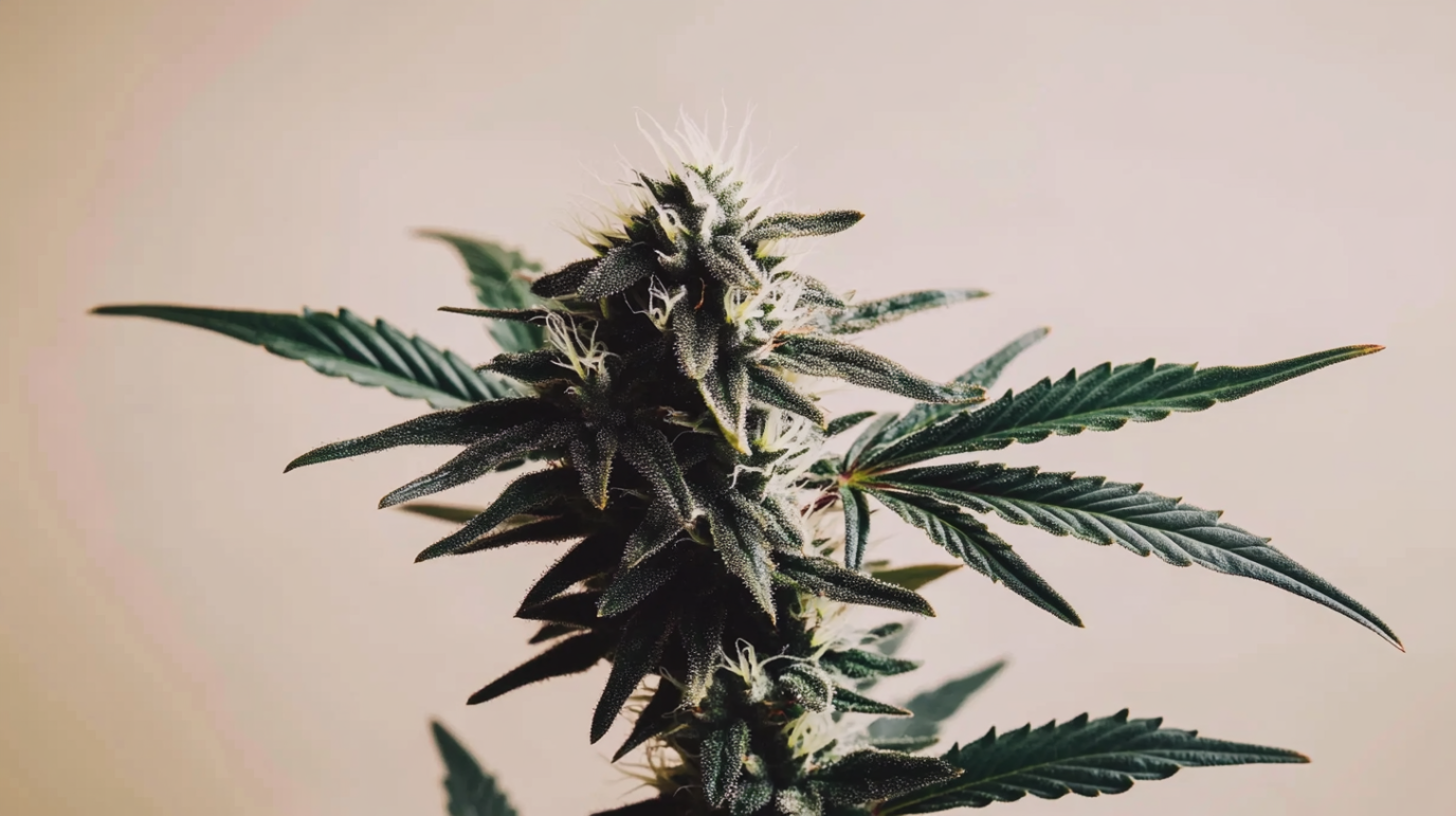 Zoap Weed Strain Information and Review - I Love Growing Marijuana